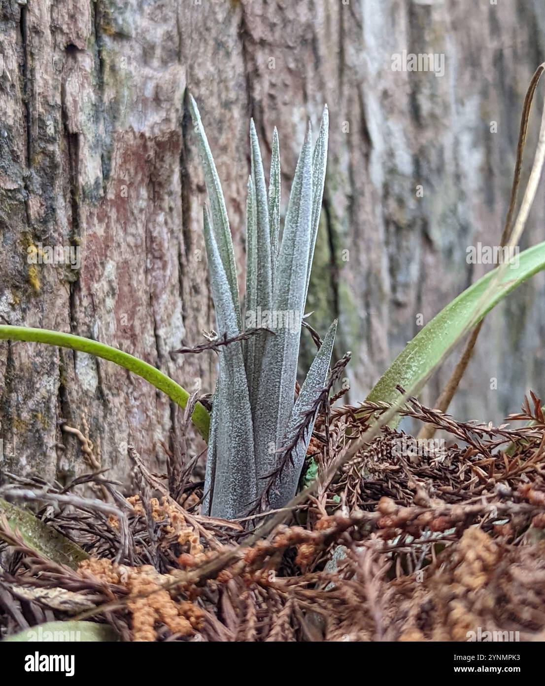 Manatee River airplant (Tillandsia simulata Stock Photo - Alamy