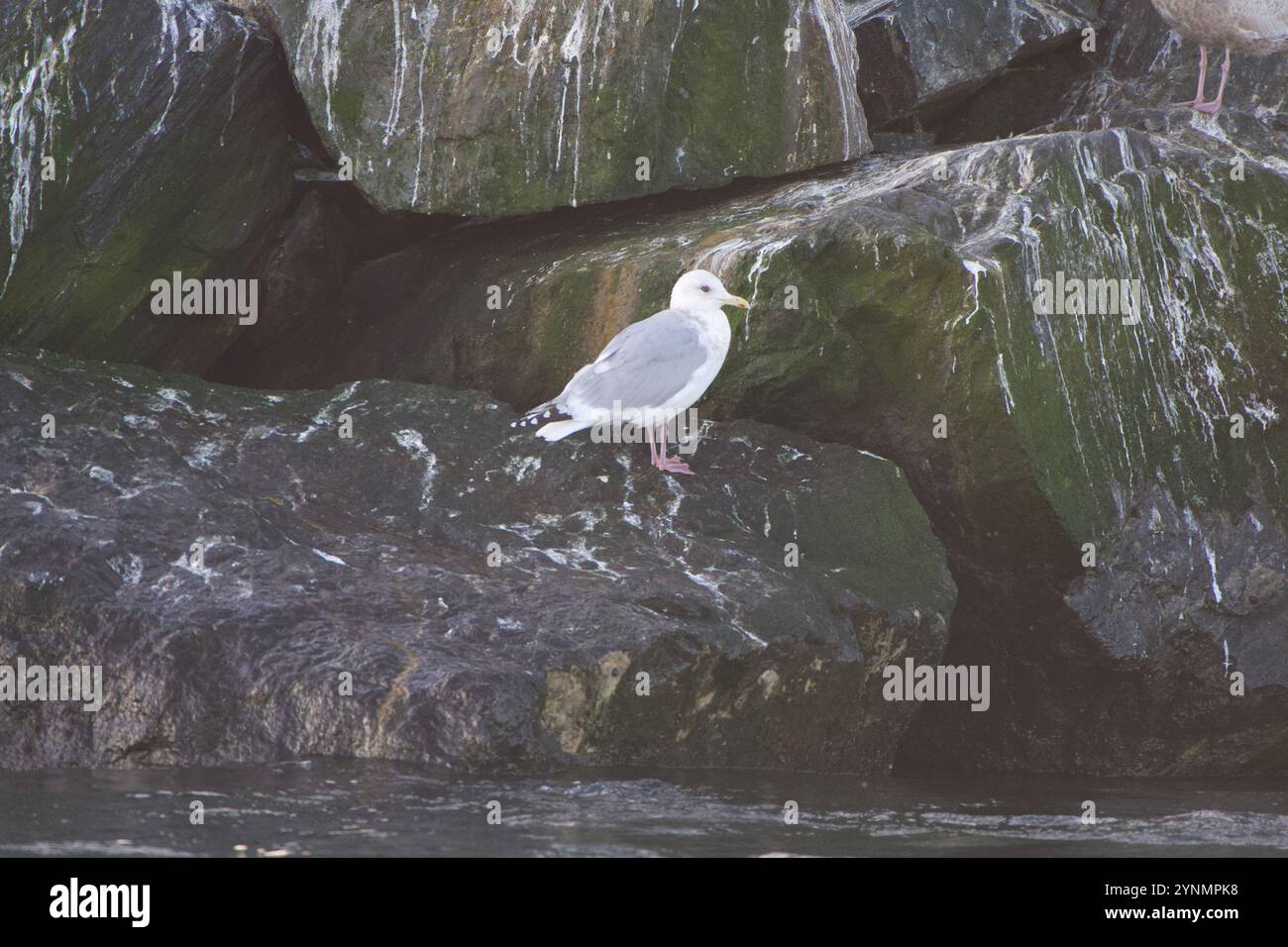 Larus glaucoides thayeri hi-res stock photography and images - Alamy