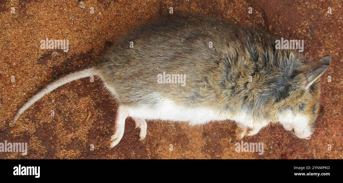 Common Fat Mouse (Steatomys pratensis Stock Photo - Alamy