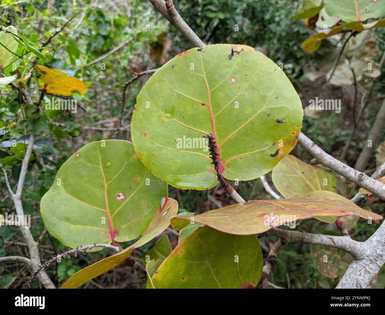 sea grape (Coccoloba uvifera Stock Photo - Alamy