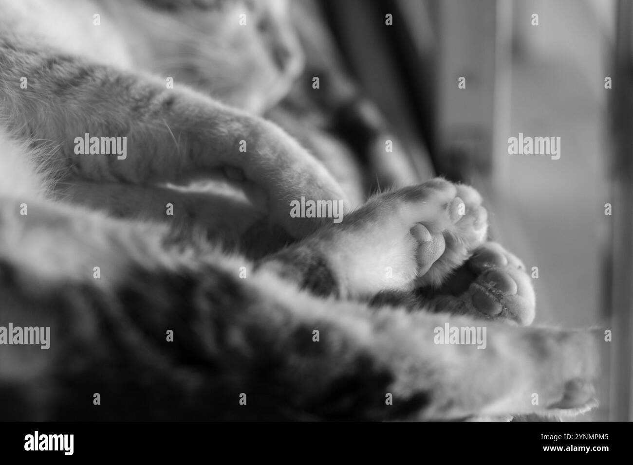 Close up tabby cats paws Black and White Stock Photos & Images - Alamy