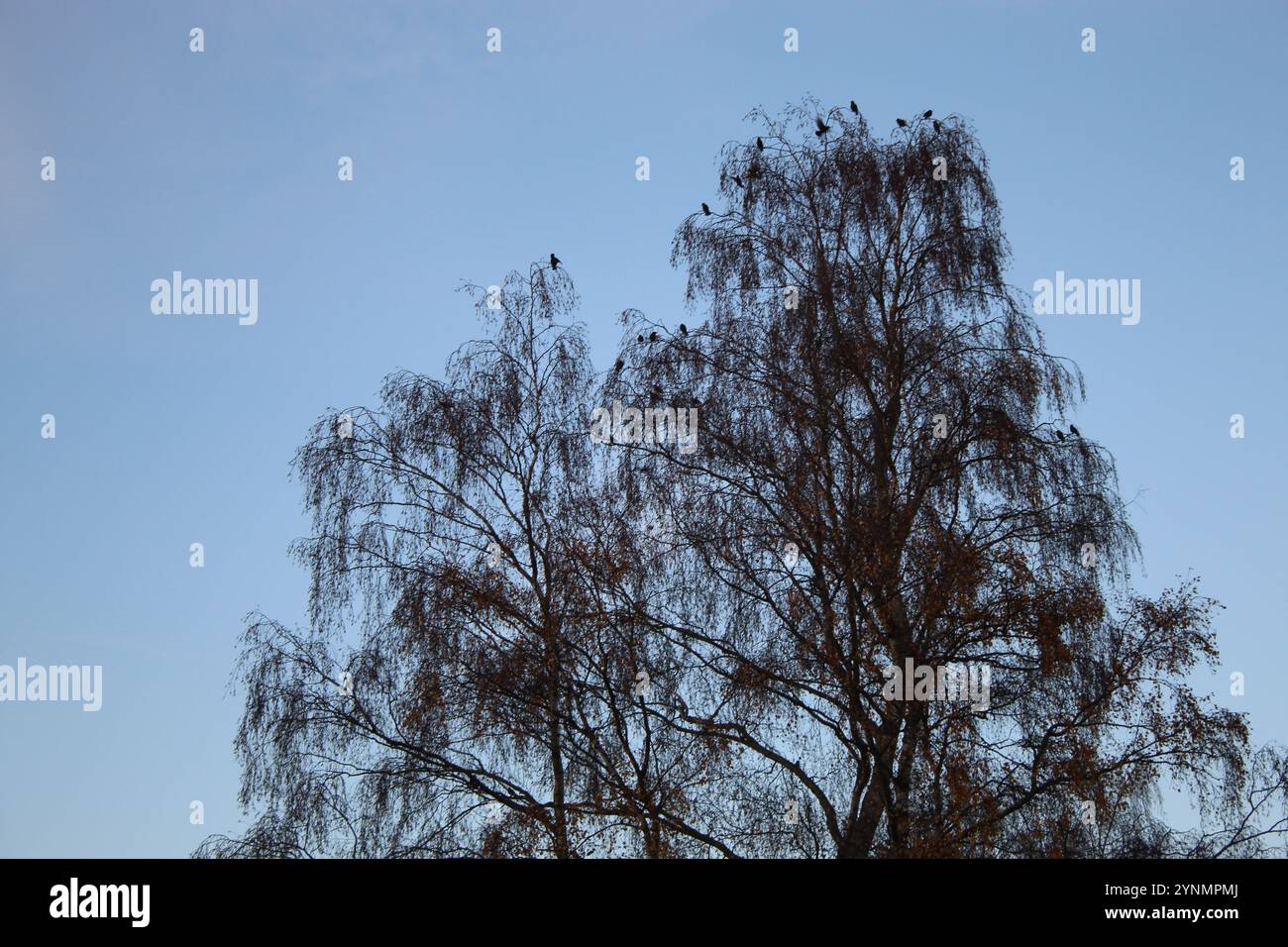 Towering trees line hi-res stock photography and images - Alamy