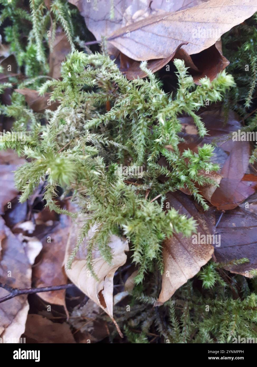 rough goose neck moss (Hylocomiadelphus triquetrus Stock Photo - Alamy
