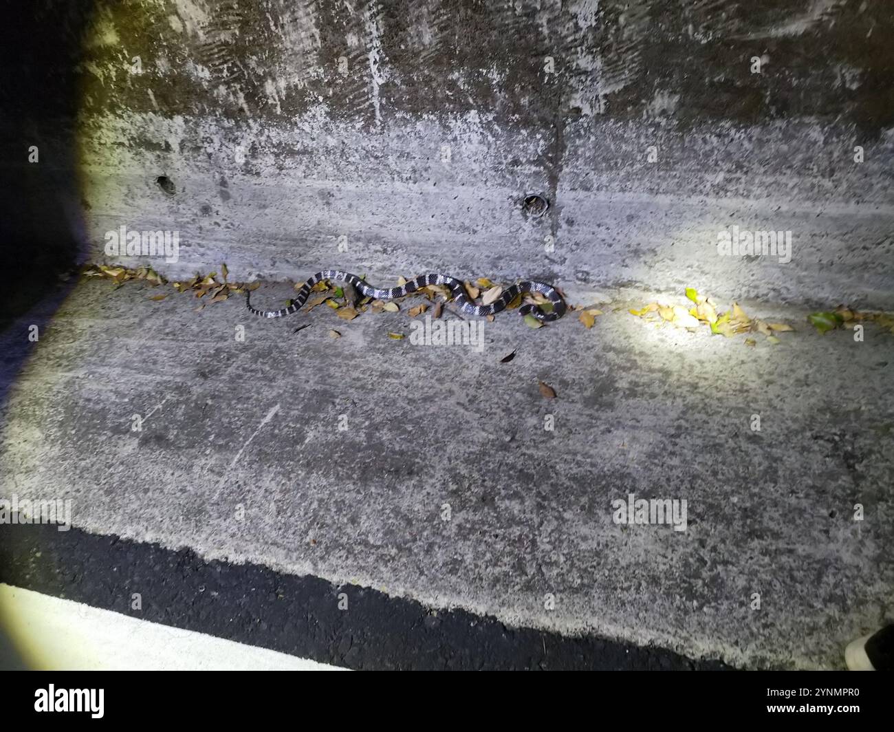 Many banded krait bungarus multicinctus hi-res stock photography and ...