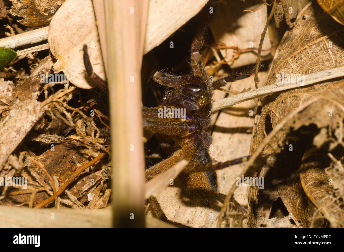 Tropical Wandering Spiders (Ctenus Stock Photo - Alamy