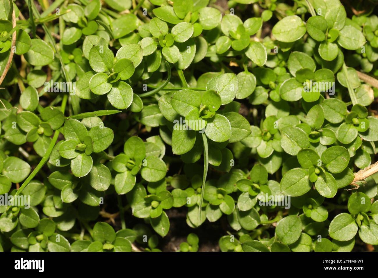 common chickweed (Stellaria media Stock Photo - Alamy