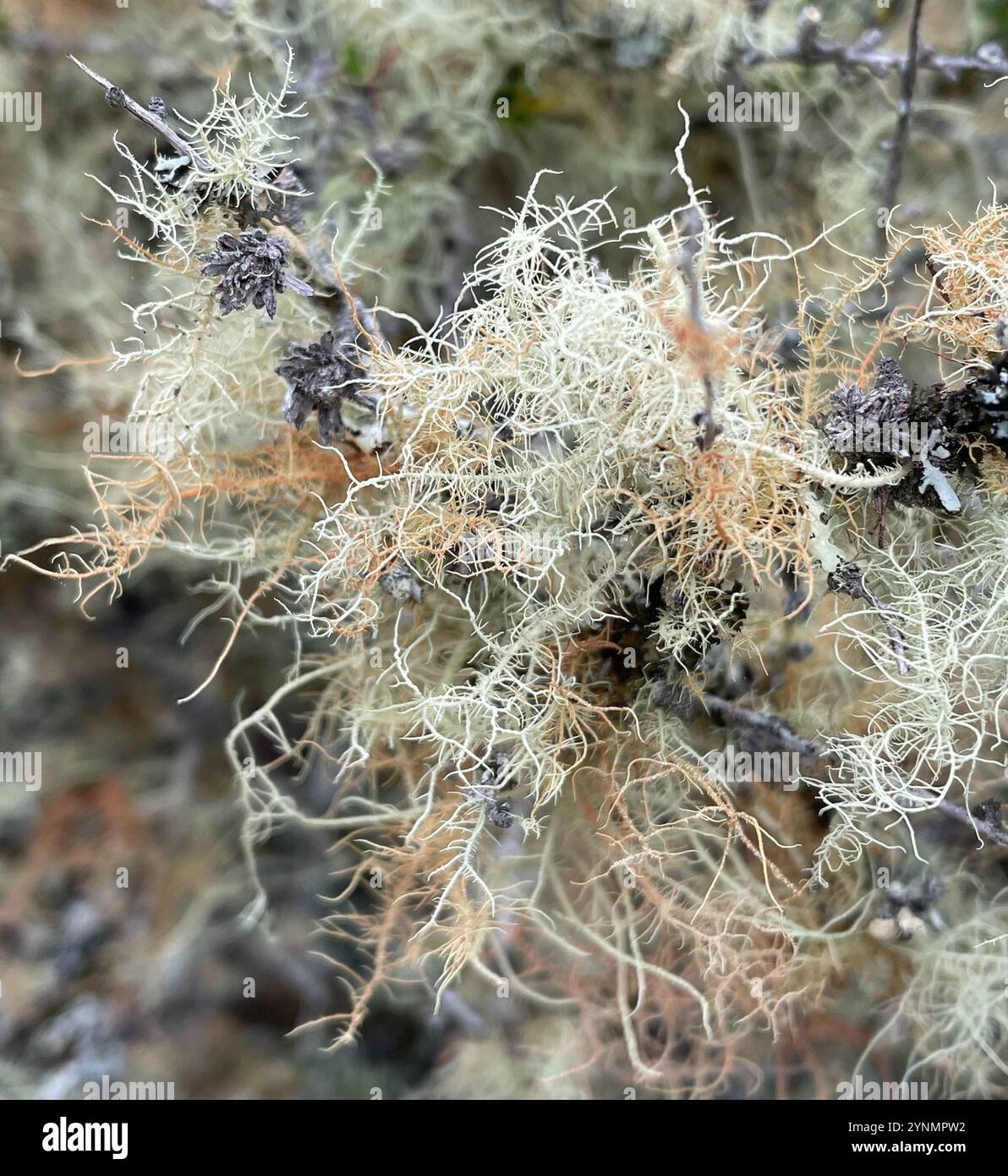 Red Beard Lichen (Usnea rubicunda Stock Photo - Alamy