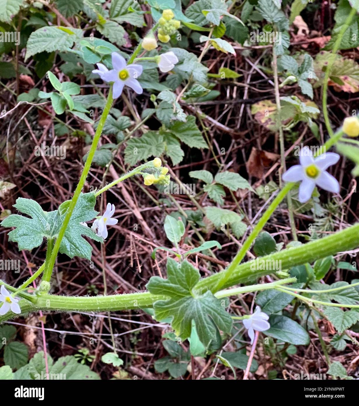 coastal manroot (Marah oregana Stock Photo - Alamy