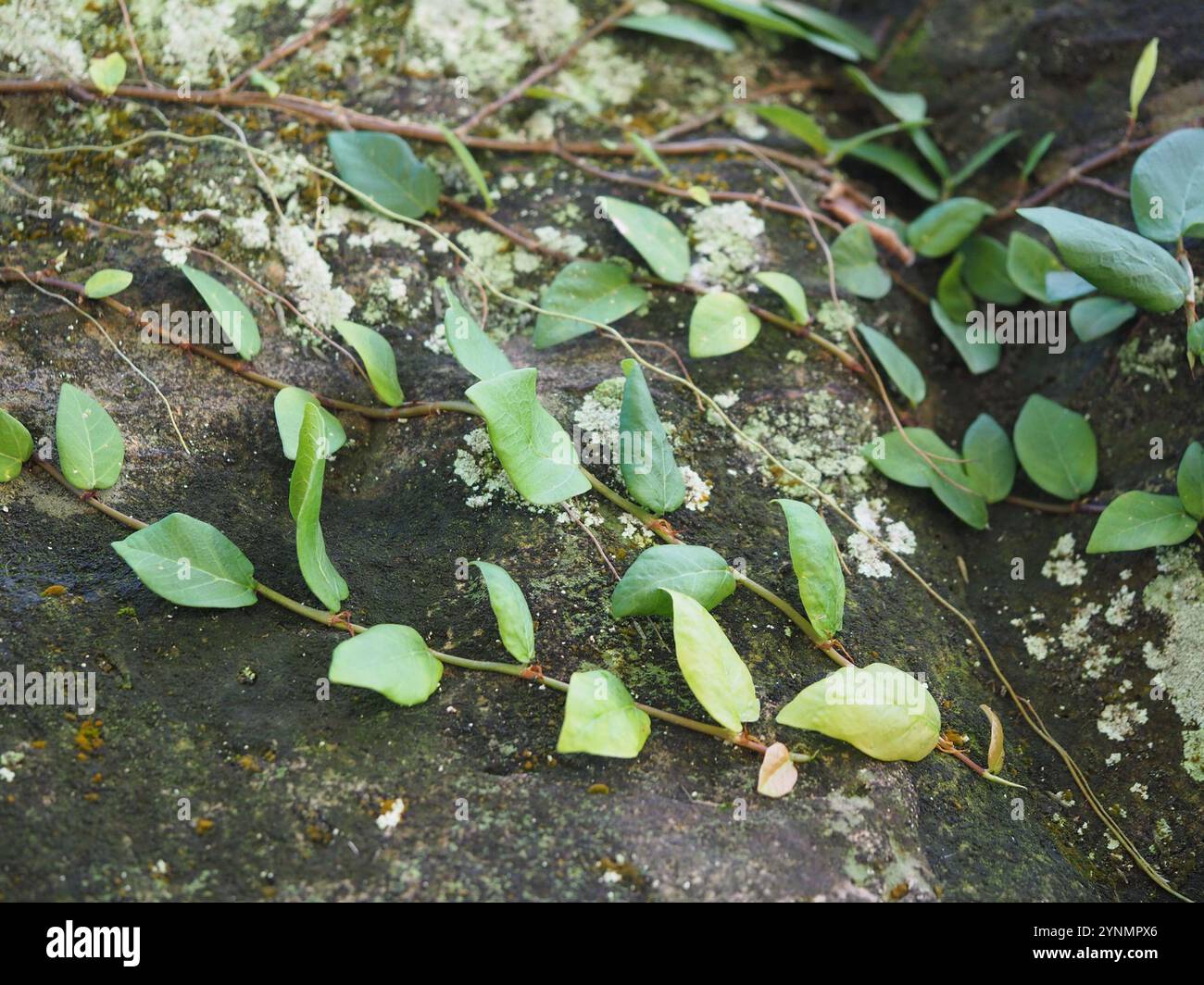 Climbing fig (Ficus pumila Stock Photo - Alamy