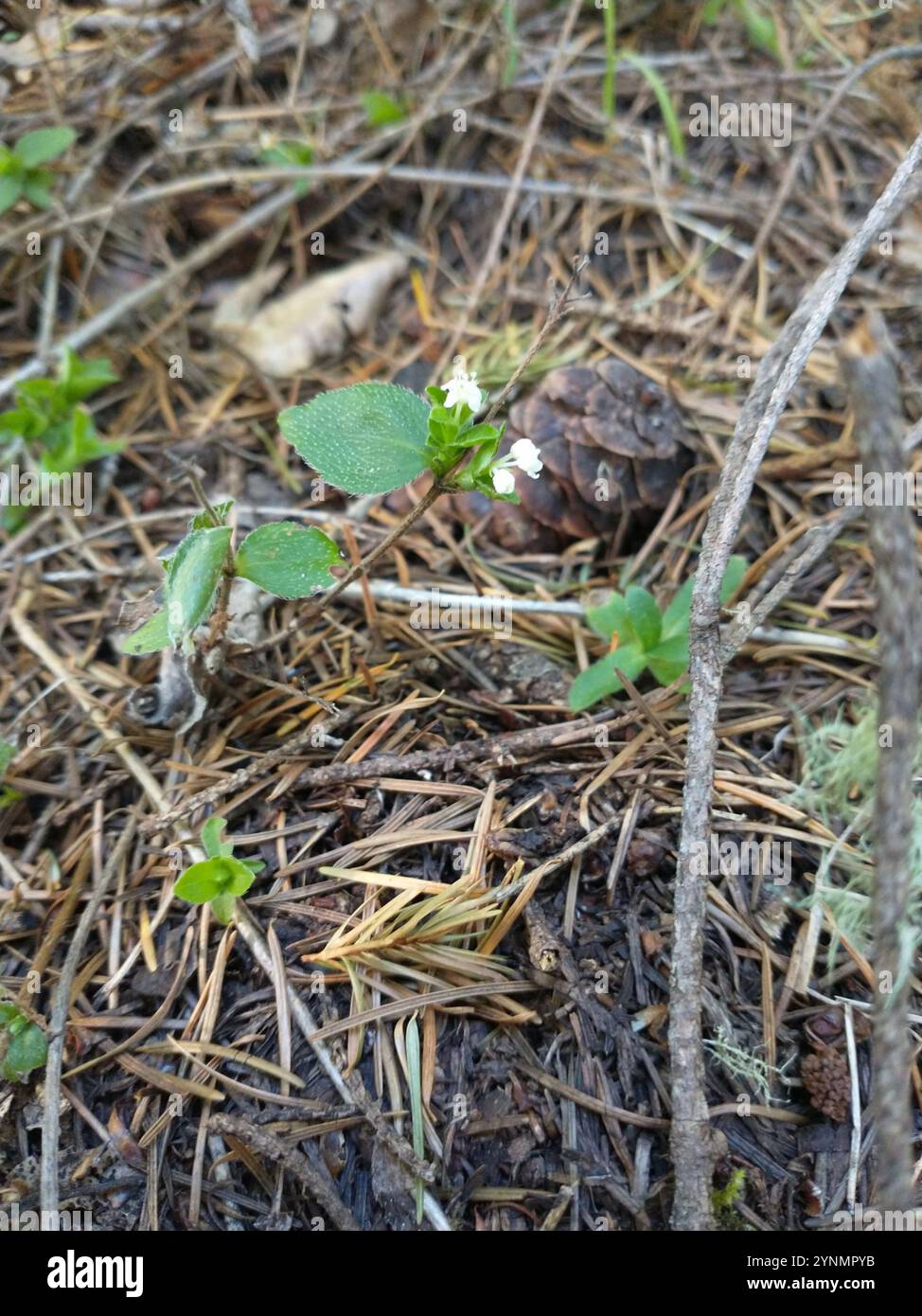 modesty (Whipplea modesta Stock Photo - Alamy