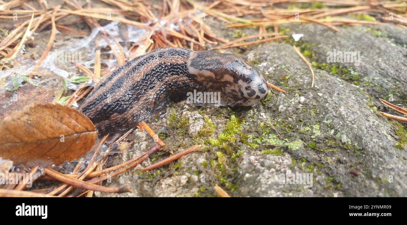 Leopard Slug (Limax maximus Stock Photo - Alamy