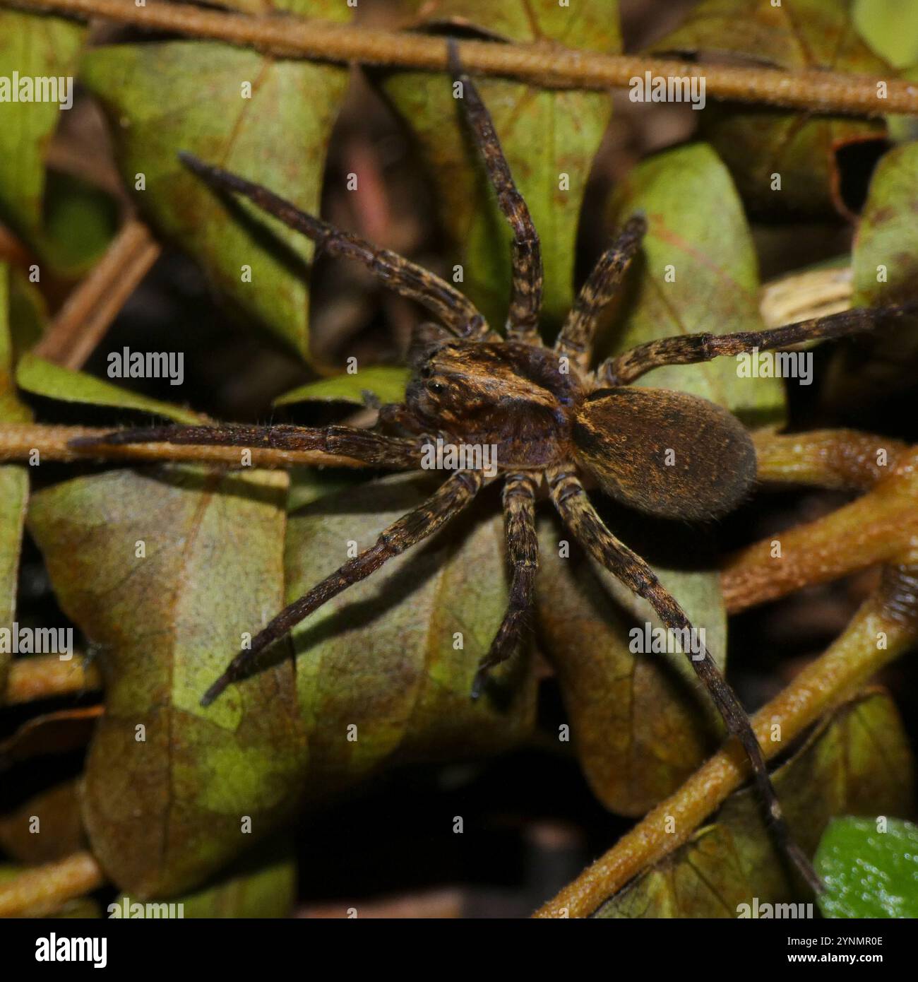 Tropical Wandering Spiders (Ctenus Stock Photo - Alamy
