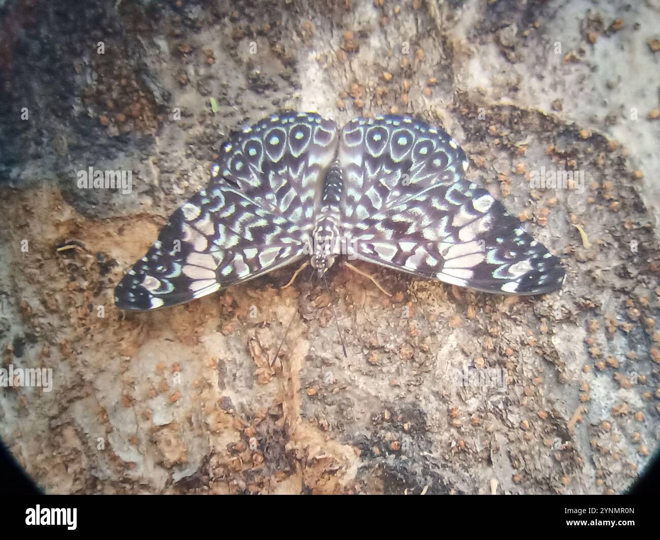 (Hamadryas amphinome mazai Stock Photo - Alamy