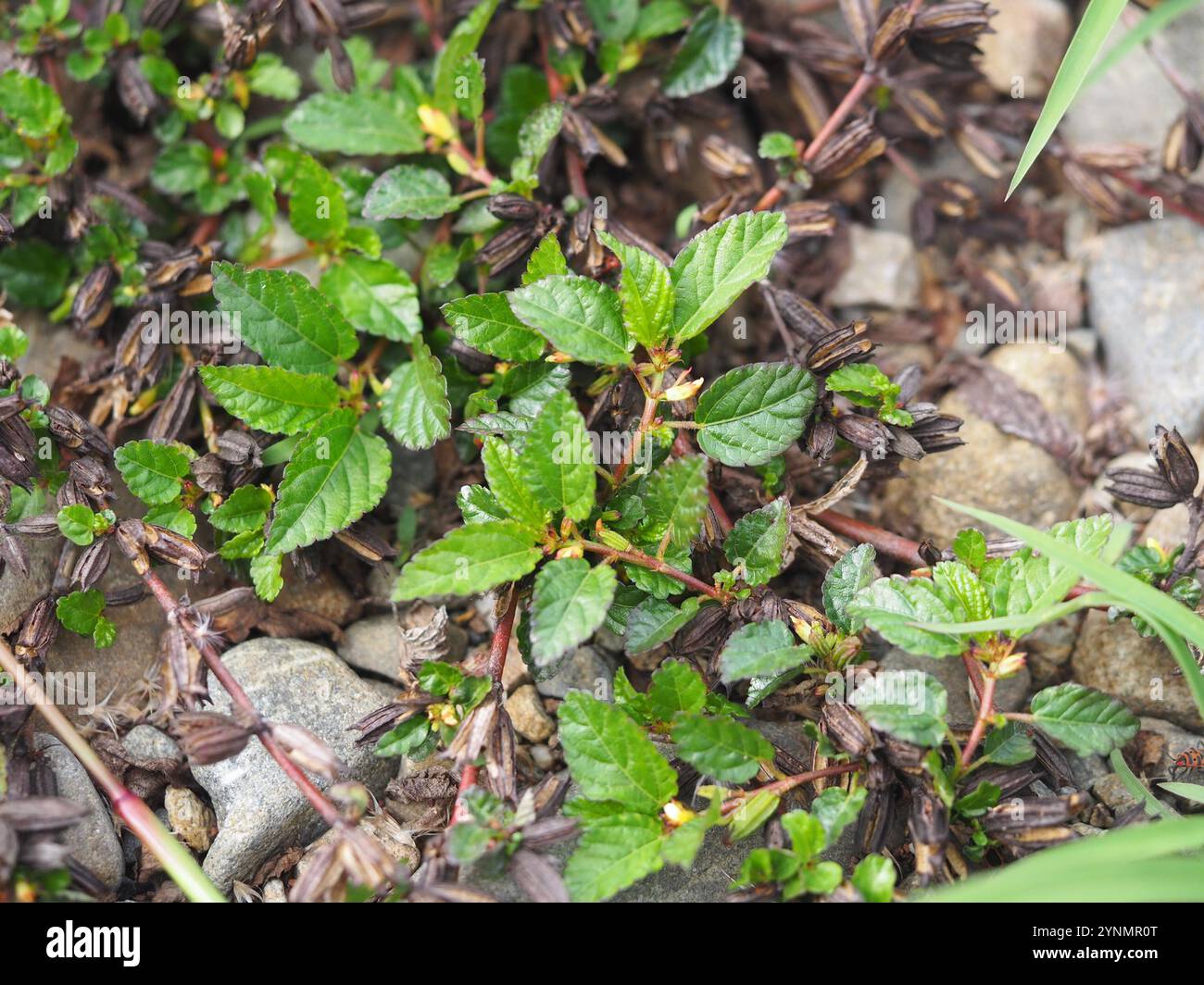 East Indian Mallow (Corchorus aestuans Stock Photo - Alamy