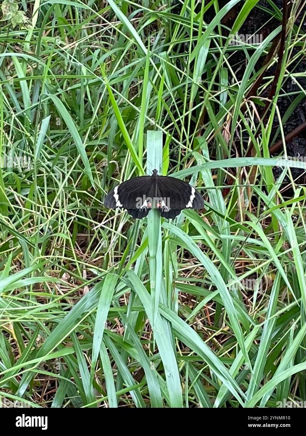 Orchard Swallowtail (Papilio aegeus Stock Photo - Alamy