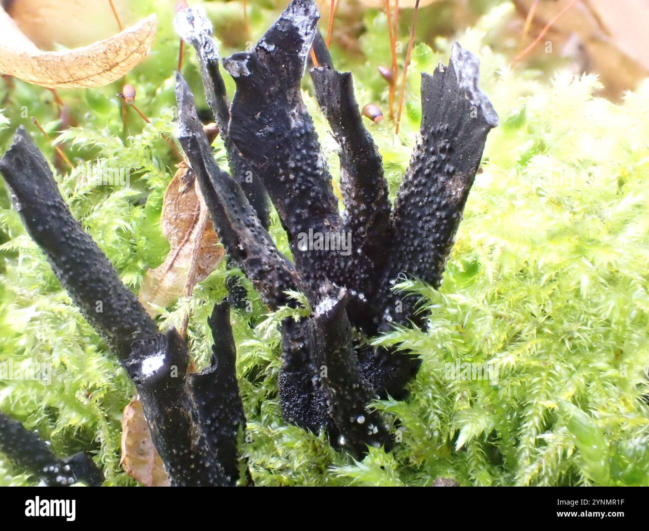 Candlesnuff Fungus (Xylaria hypoxylon Stock Photo - Alamy