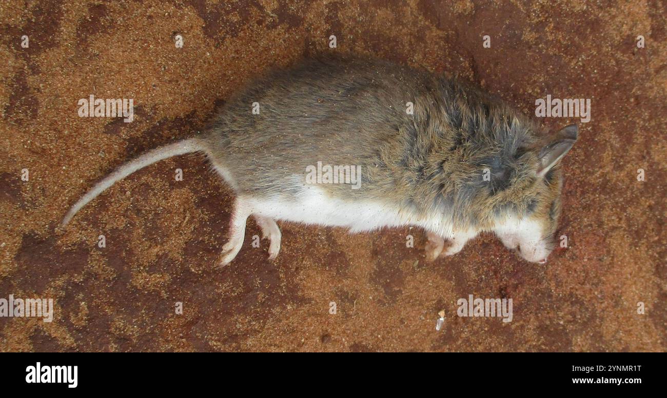 Common Fat Mouse (Steatomys pratensis Stock Photo - Alamy