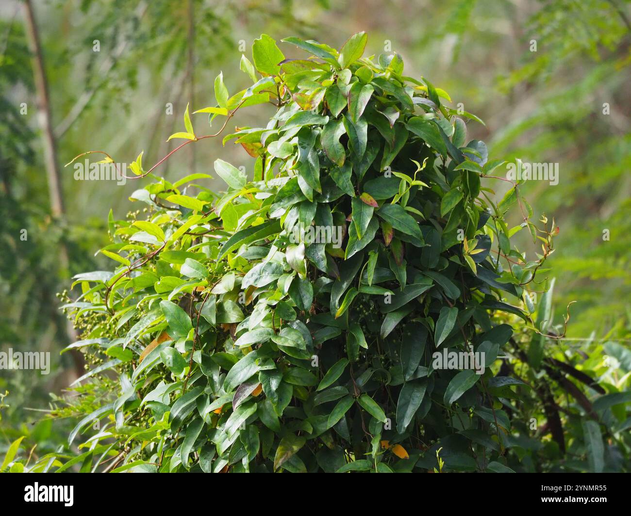 skunk vine (Paederia foetida Stock Photo - Alamy