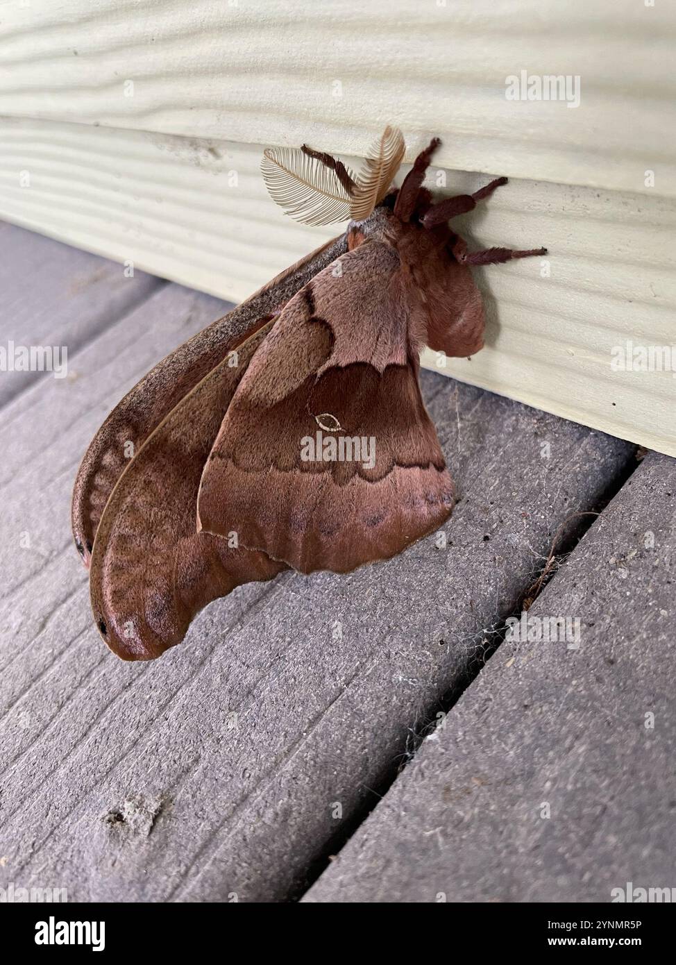 Polyphemus Moth (Antheraea polyphemus Stock Photo - Alamy