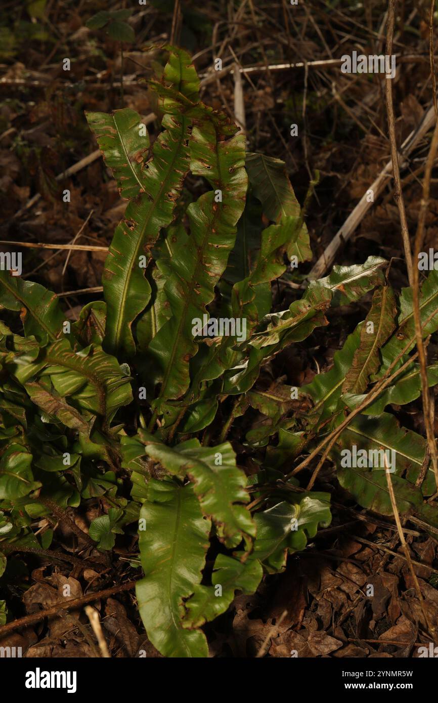 Hart's-tongue fern (Asplenium scolopendrium Stock Photo - Alamy