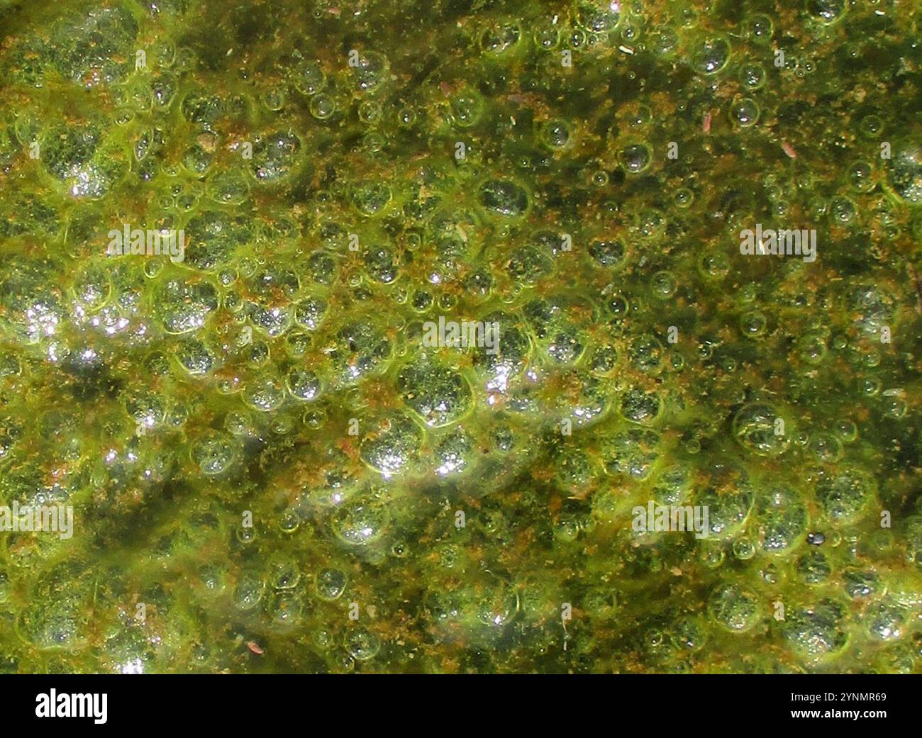 green algae (Chlorophyta Stock Photo - Alamy