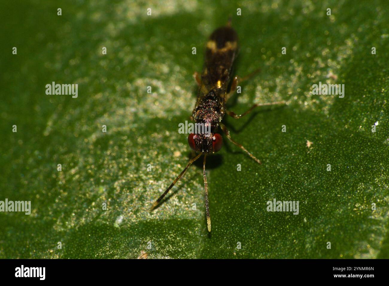 Chalcidoid Wasps (Chalcidoidea Stock Photo - Alamy