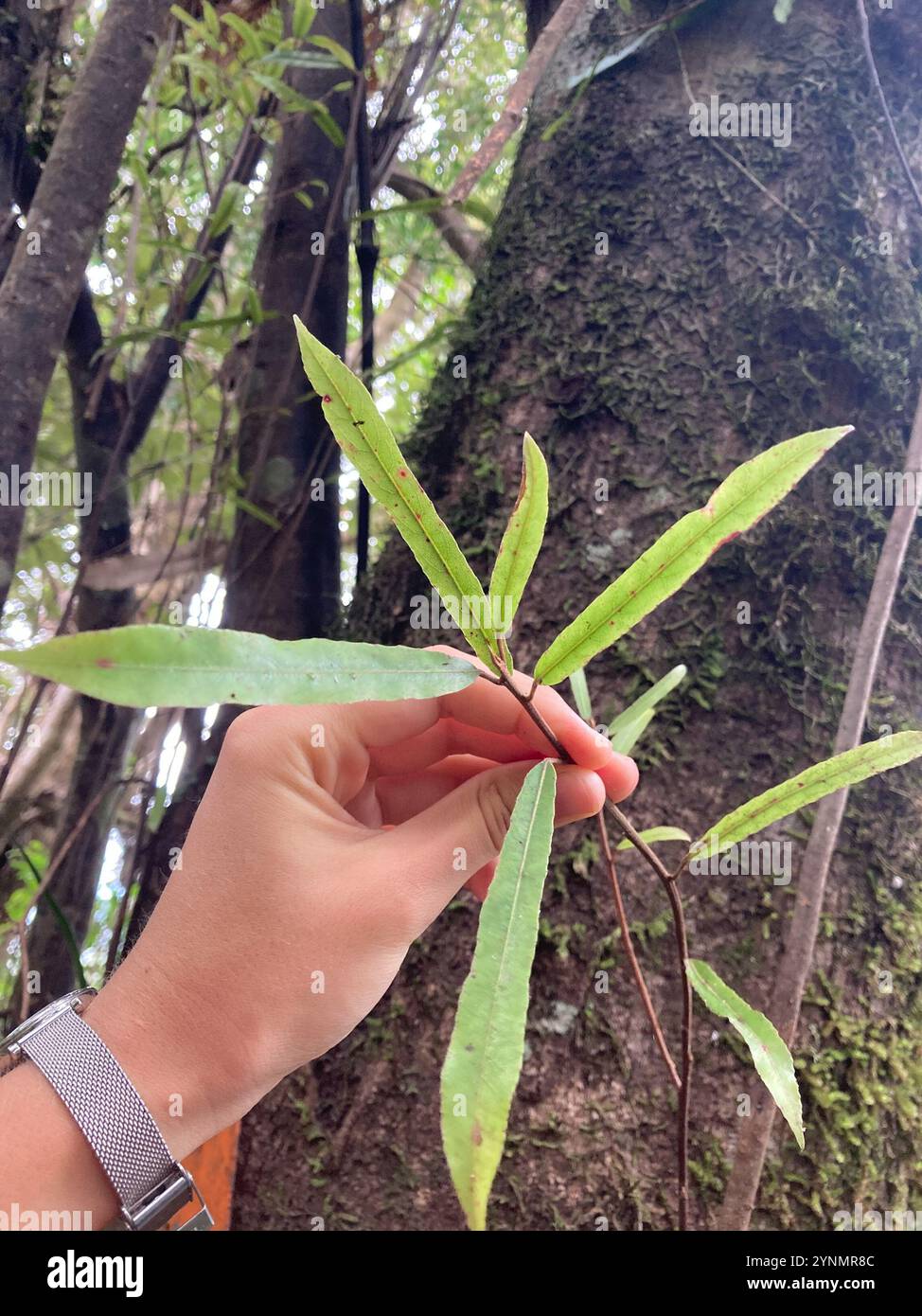 Hinau (Elaeocarpus dentatus Stock Photo - Alamy