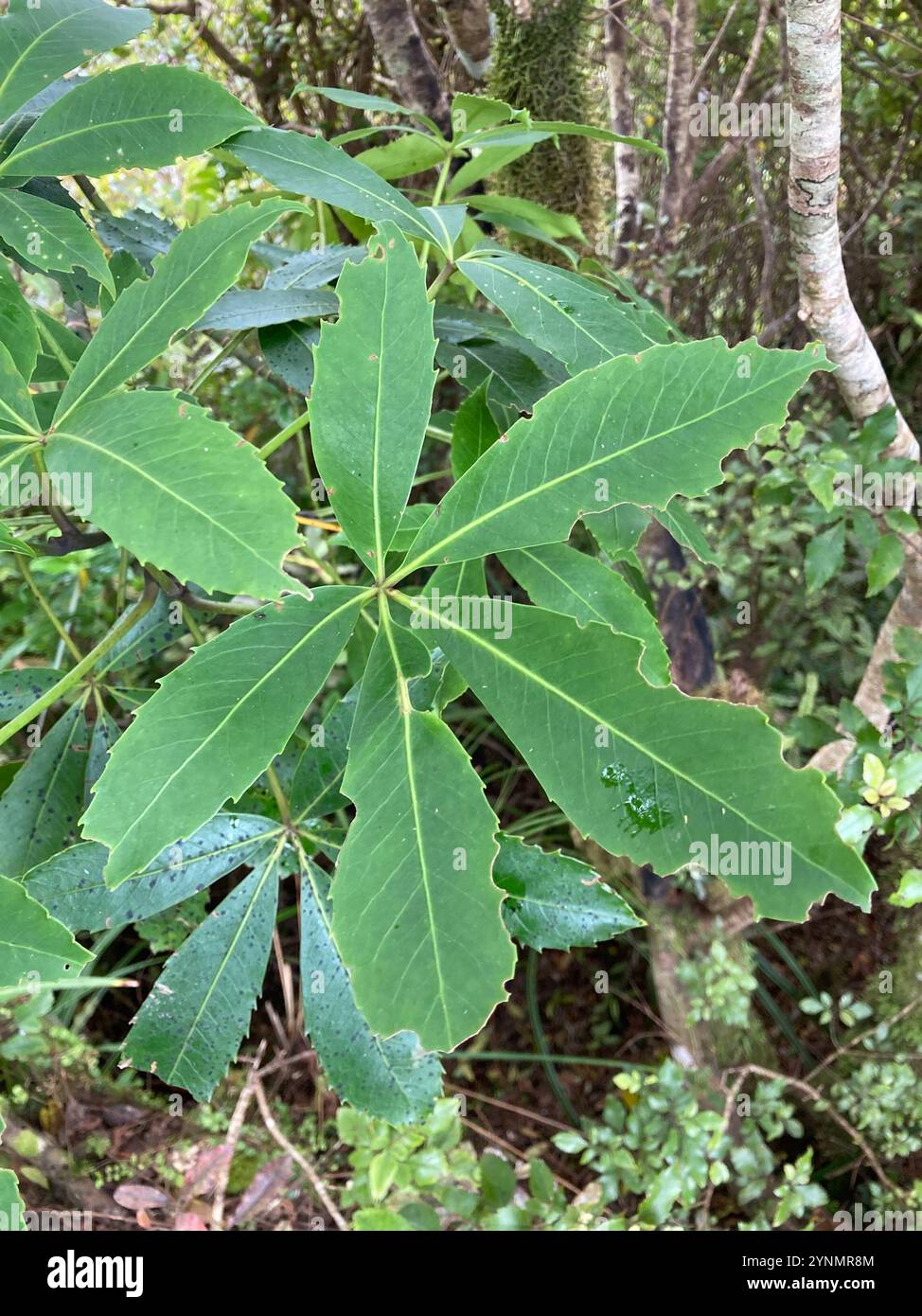 Mountain Five Finger (Pseudopanax colensoi Stock Photo - Alamy