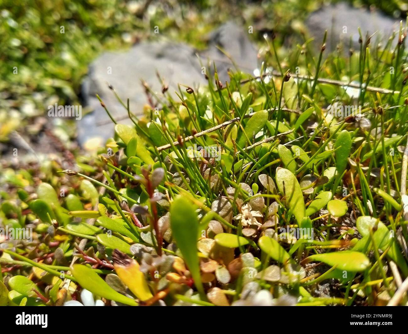 Sea Primrose (Samolus repens Stock Photo - Alamy