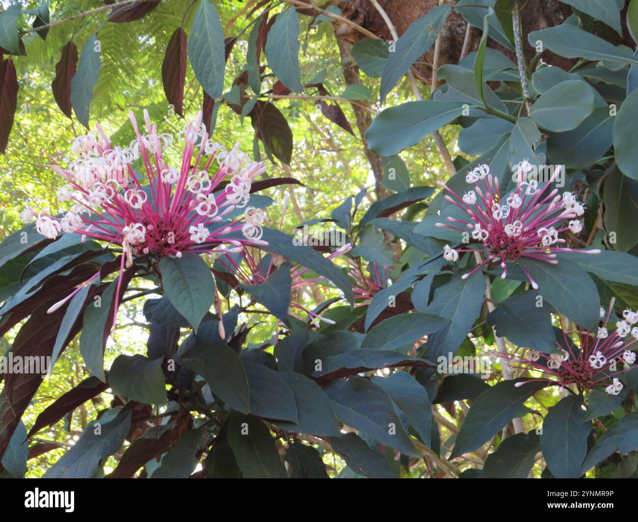 Starburst Bush (Clerodendrum quadriloculare Stock Photo - Alamy