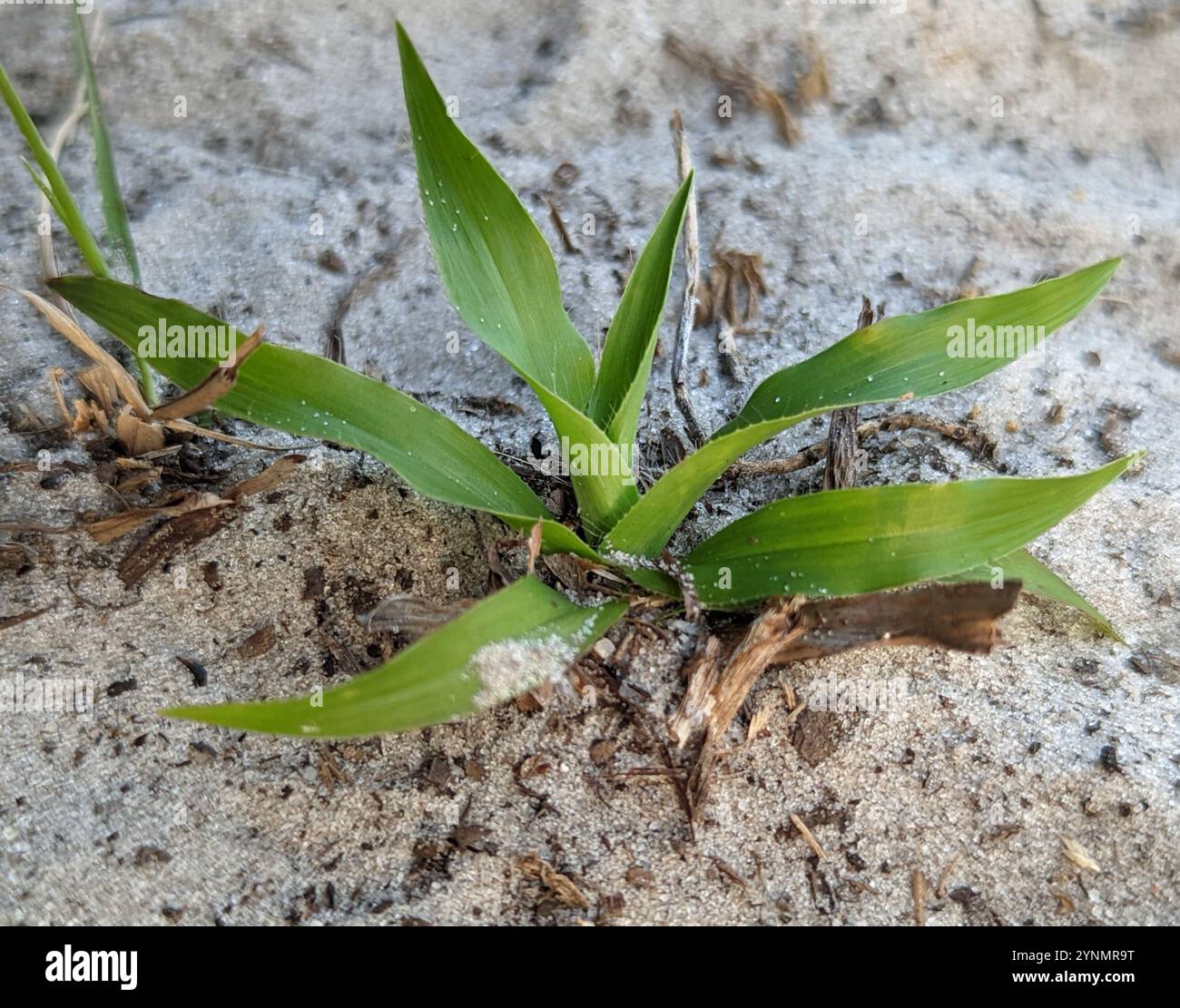Paspalum setaceum hi-res stock photography and images - Alamy