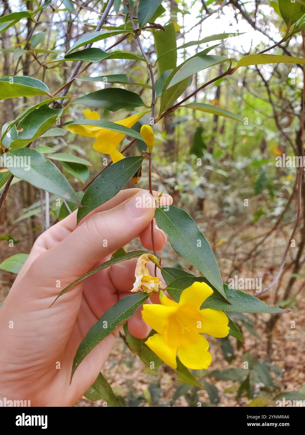 yellow jessamine (Gelsemium sempervirens Stock Photo - Alamy