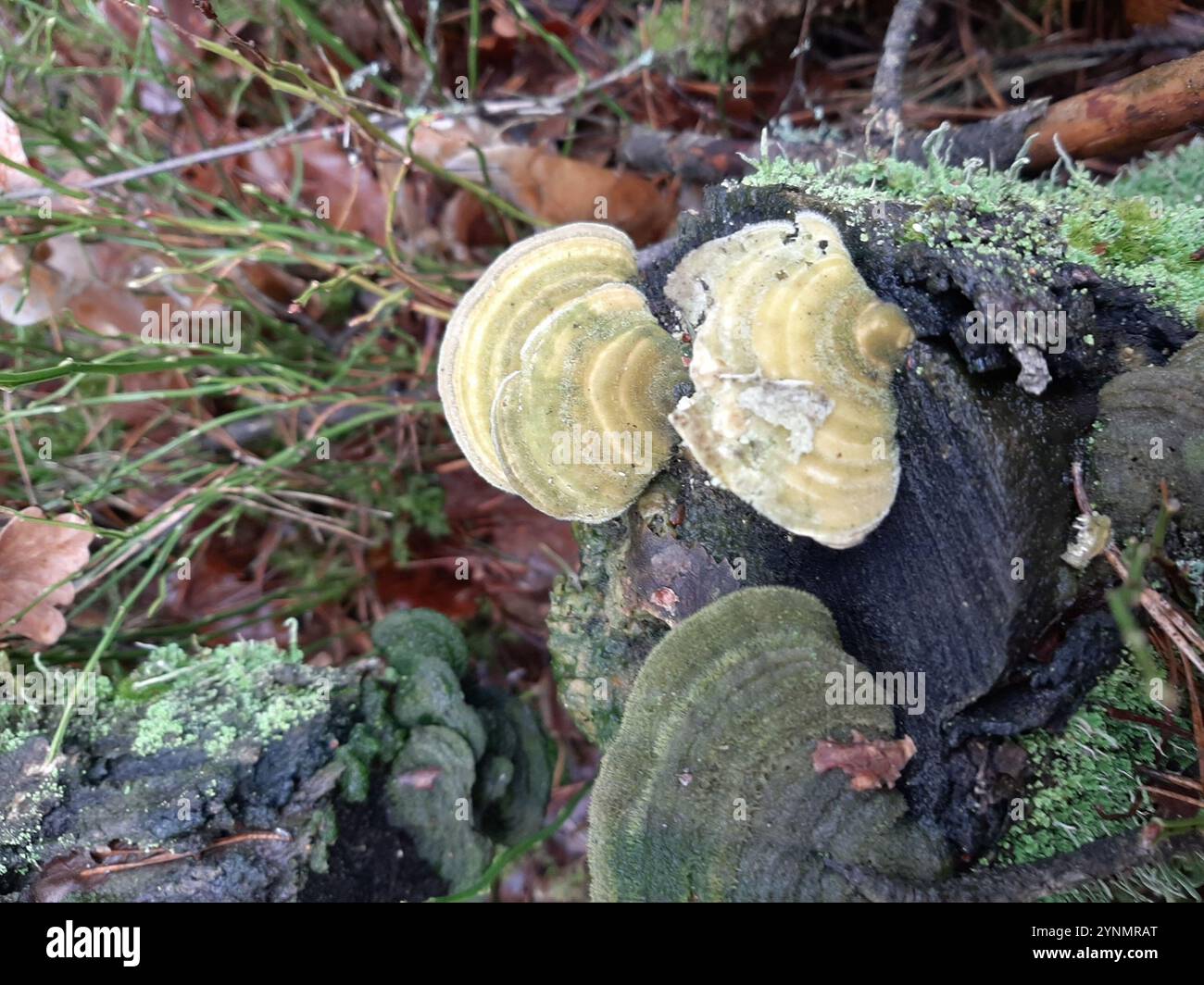 Gilled Polypore (Trametes betulina Stock Photo - Alamy