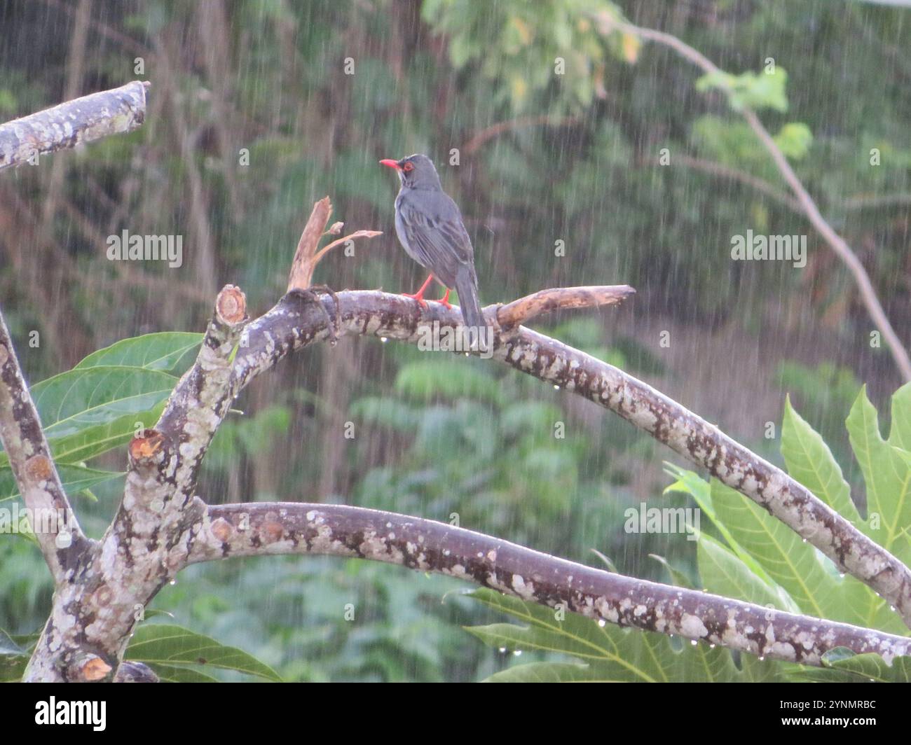 Red legged thrush hi-res stock photography and images - Alamy