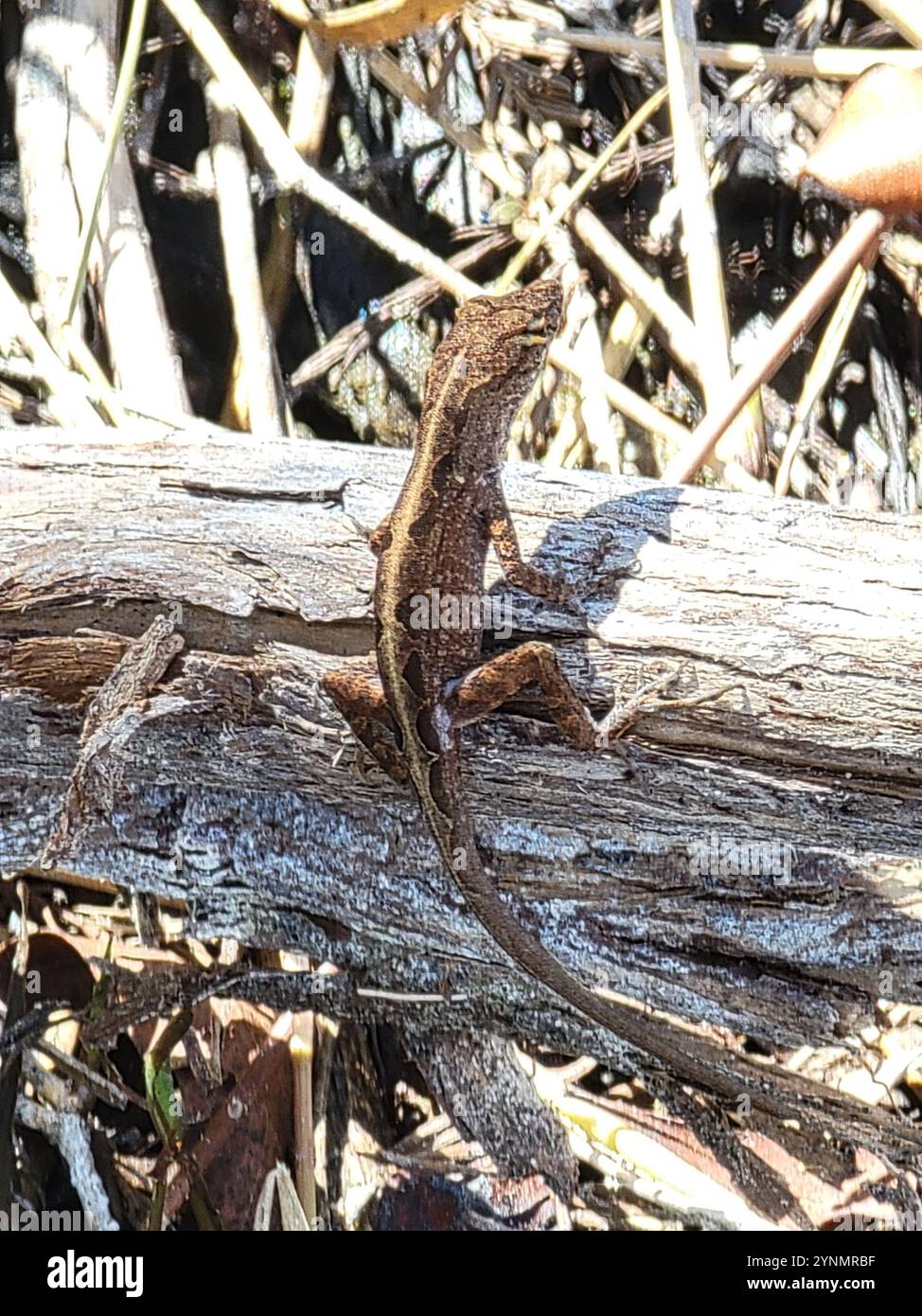 Brown Anole (Anolis sagrei Stock Photo - Alamy
