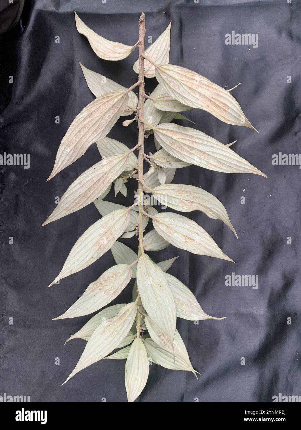 nettle family (Urticaceae Stock Photo - Alamy
