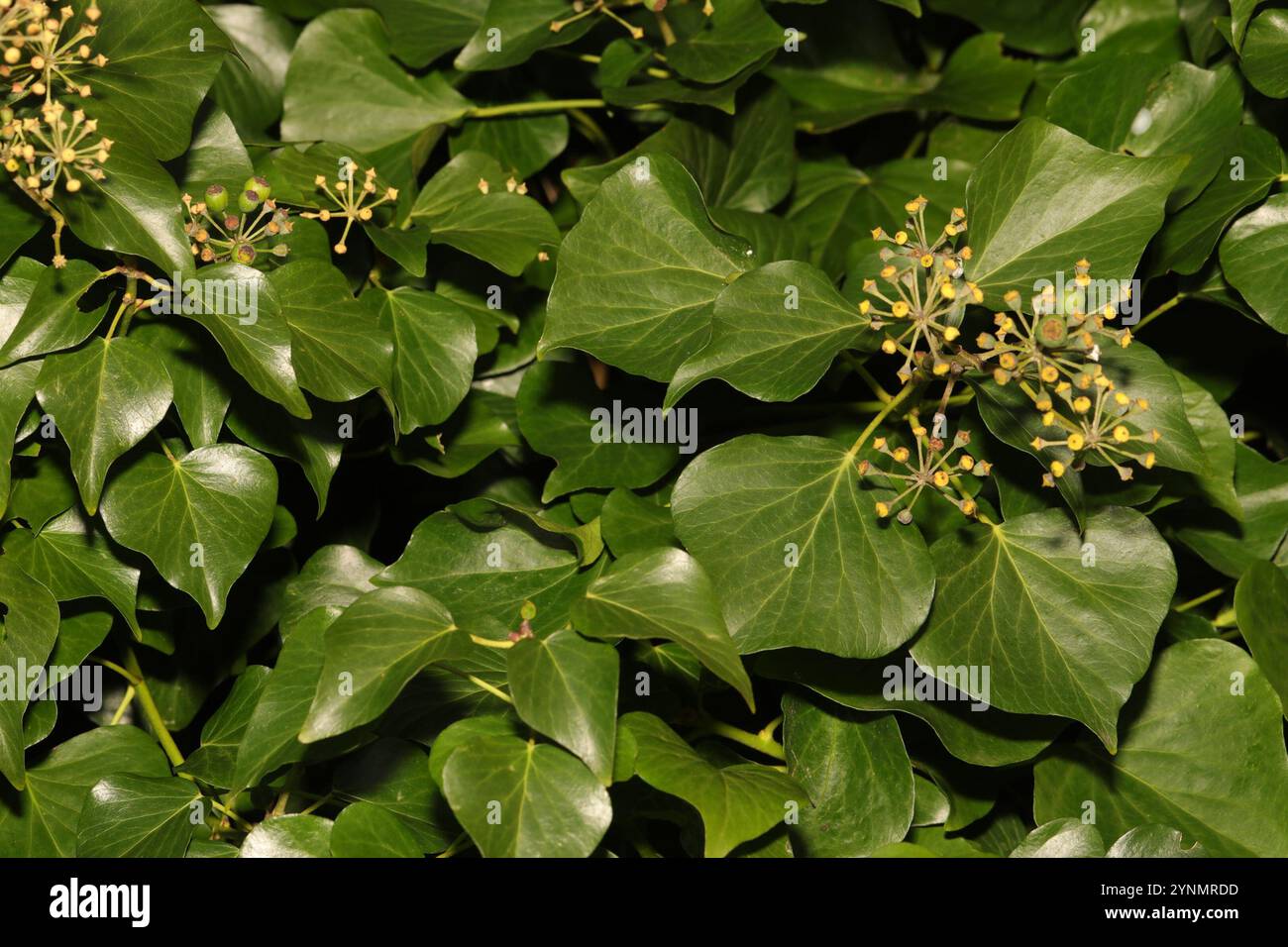 Atlantic Ivy (Hedera hibernica Stock Photo - Alamy