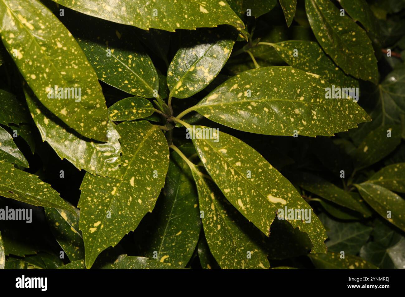 Japanese aucuba (Aucuba japonica Stock Photo - Alamy