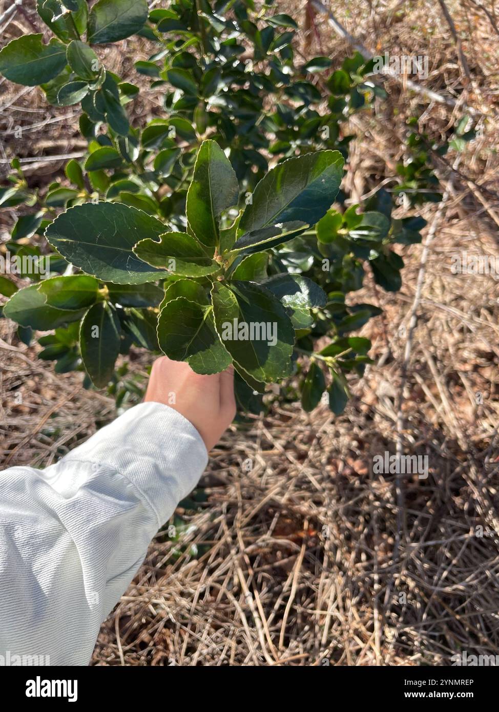 Japanese spindle tree (Euonymus japonicus Stock Photo - Alamy