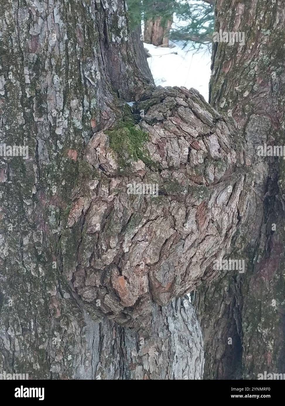 bacterial crown gall (Agrobacterium radiobacter Stock Photo - Alamy