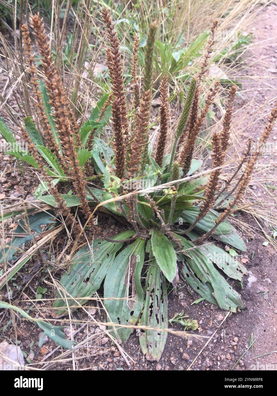 Swamp plantain (Plantago australis Stock Photo - Alamy