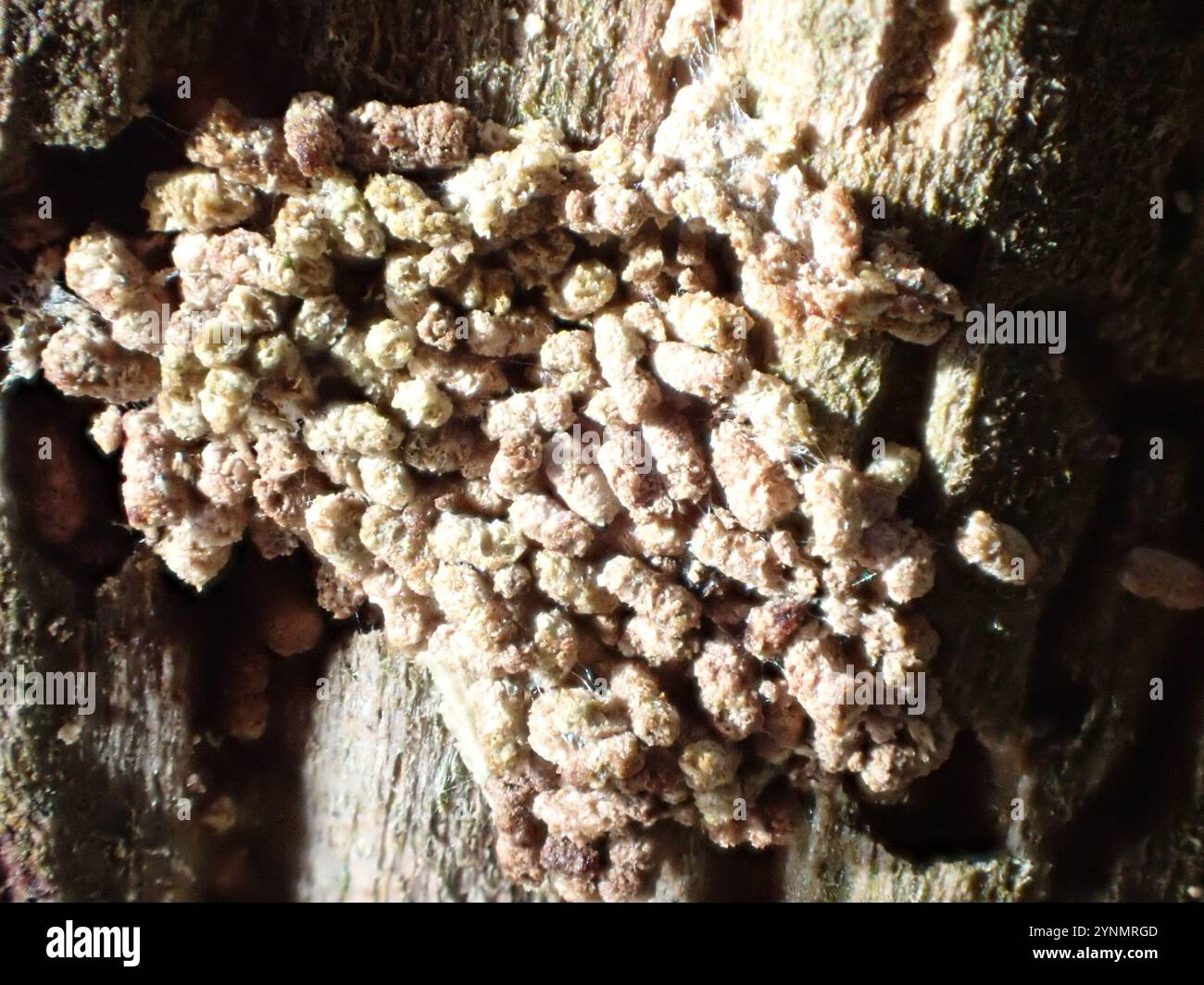 Winged and Once-winged Insects (Pterygota Stock Photo - Alamy