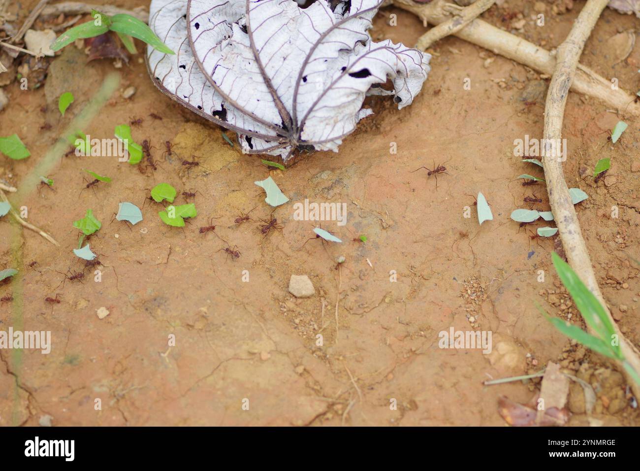 Atta Leaf-cutter Ants (Atta Stock Photo - Alamy