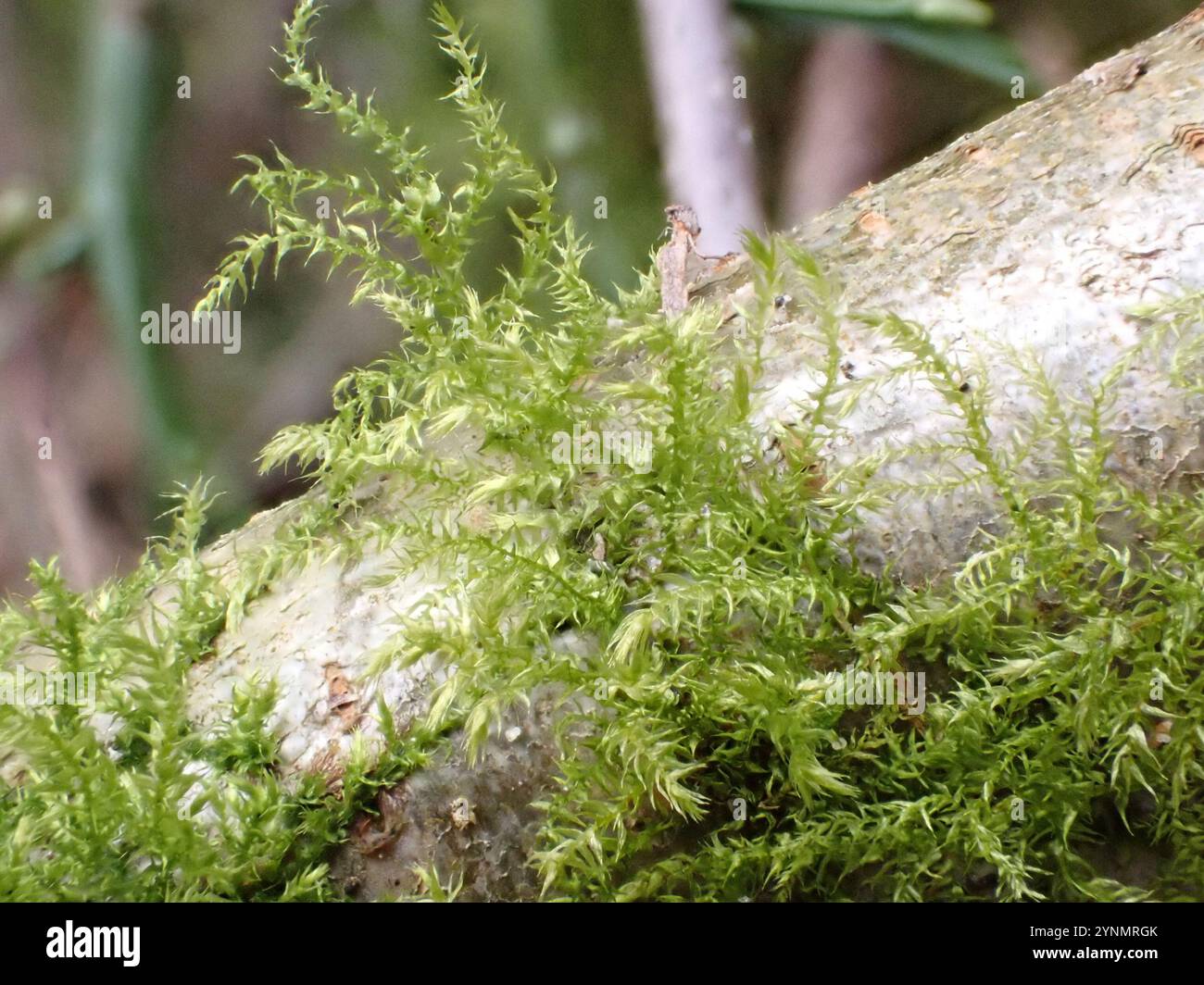 Common Feather-moss (Kindbergia praelonga Stock Photo - Alamy