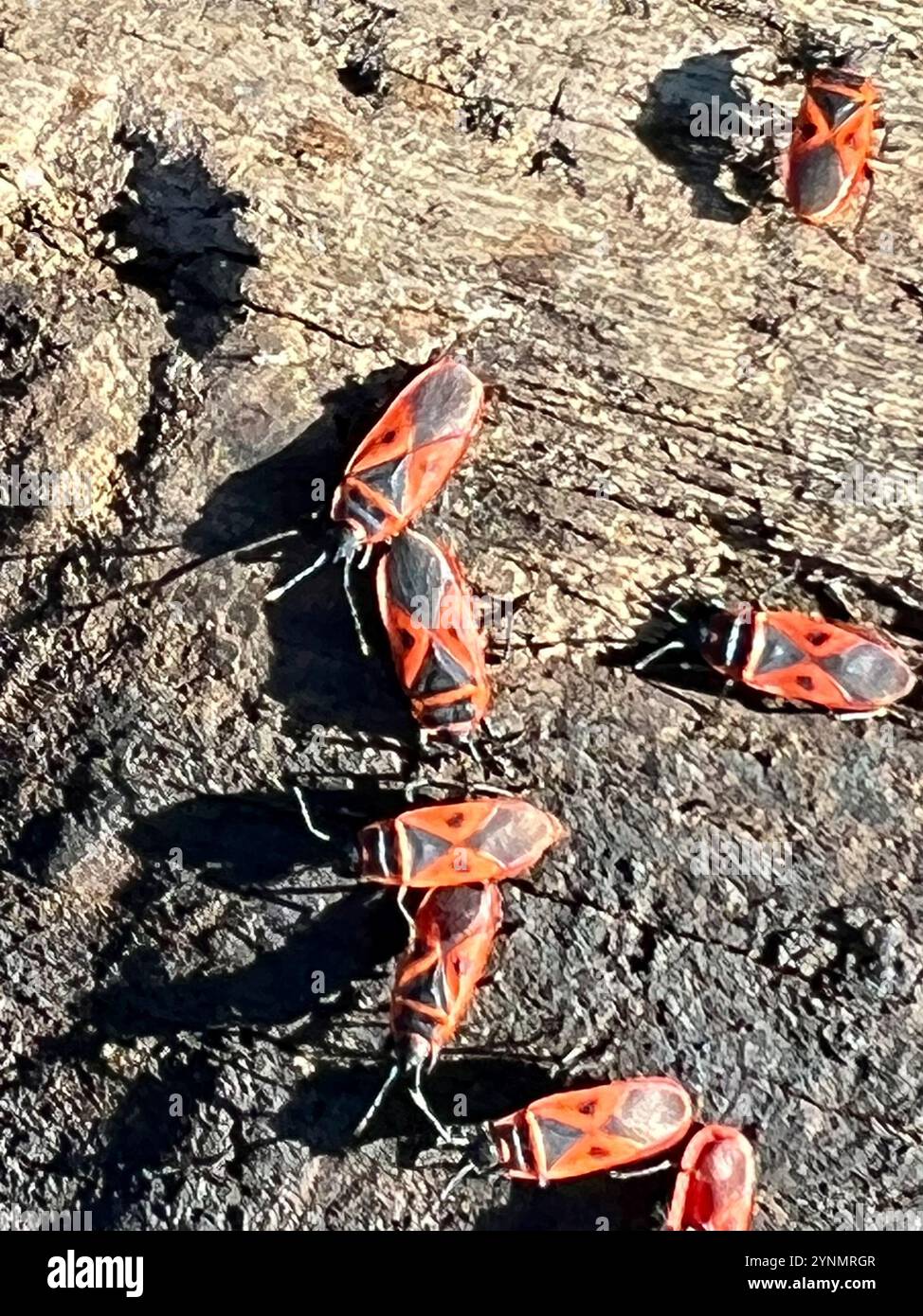 Mediterranean red bug (Scantius aegyptius Stock Photo - Alamy