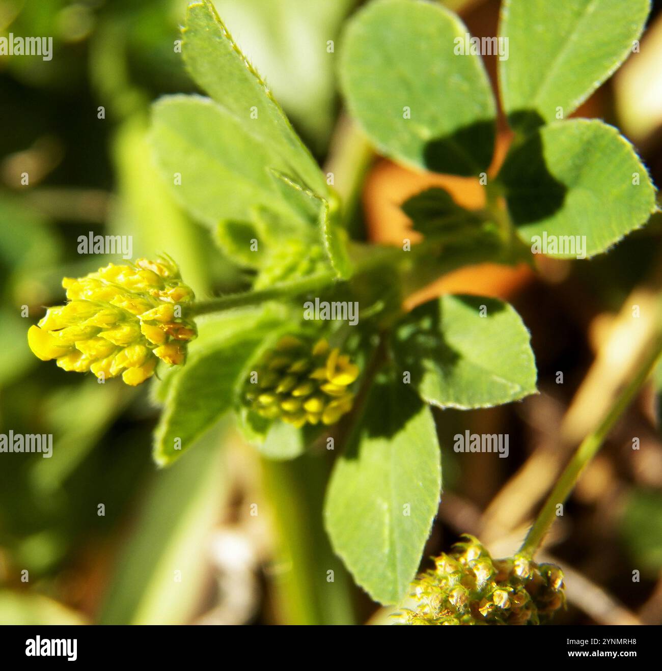 Black Medick (Medicago lupulina Stock Photo - Alamy
