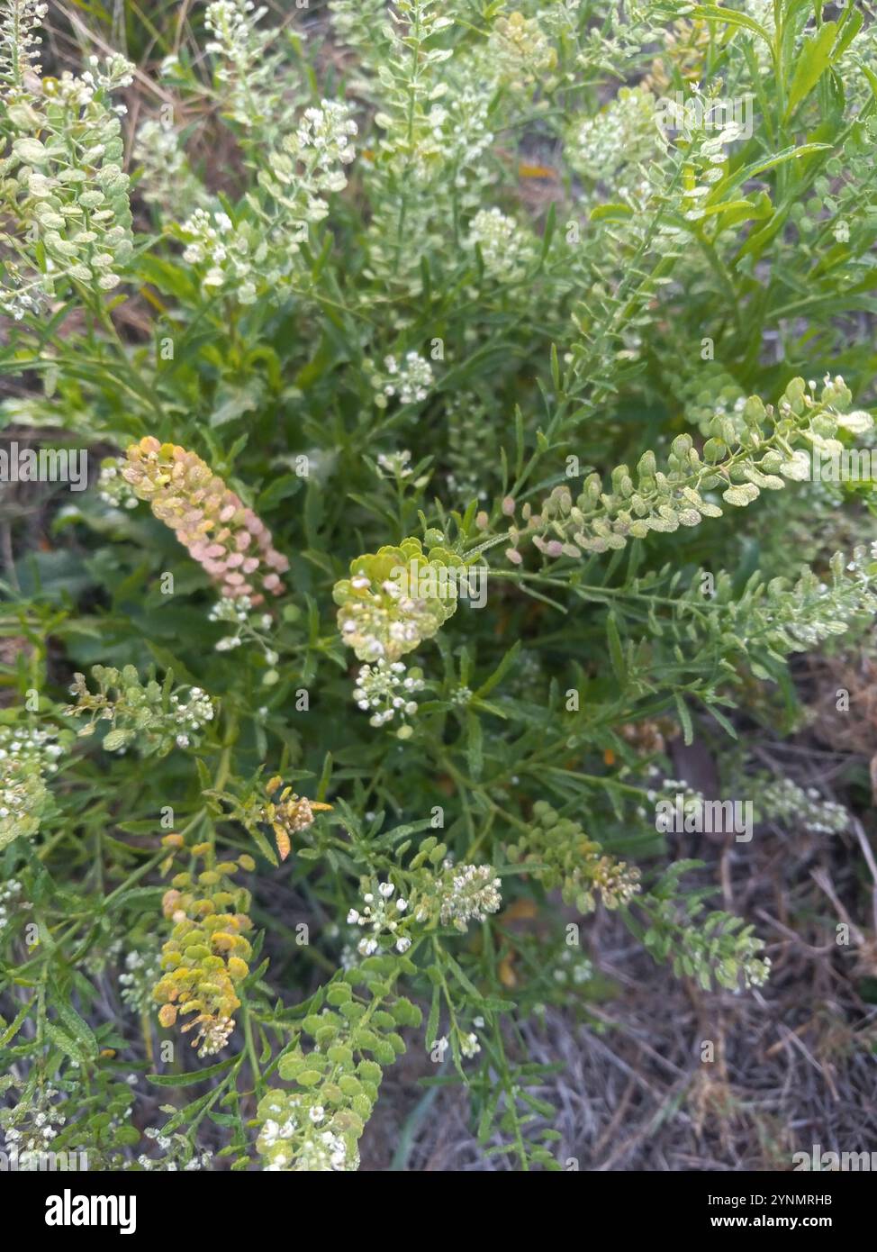 Virginia pepperweed (Lepidium virginicum Stock Photo - Alamy