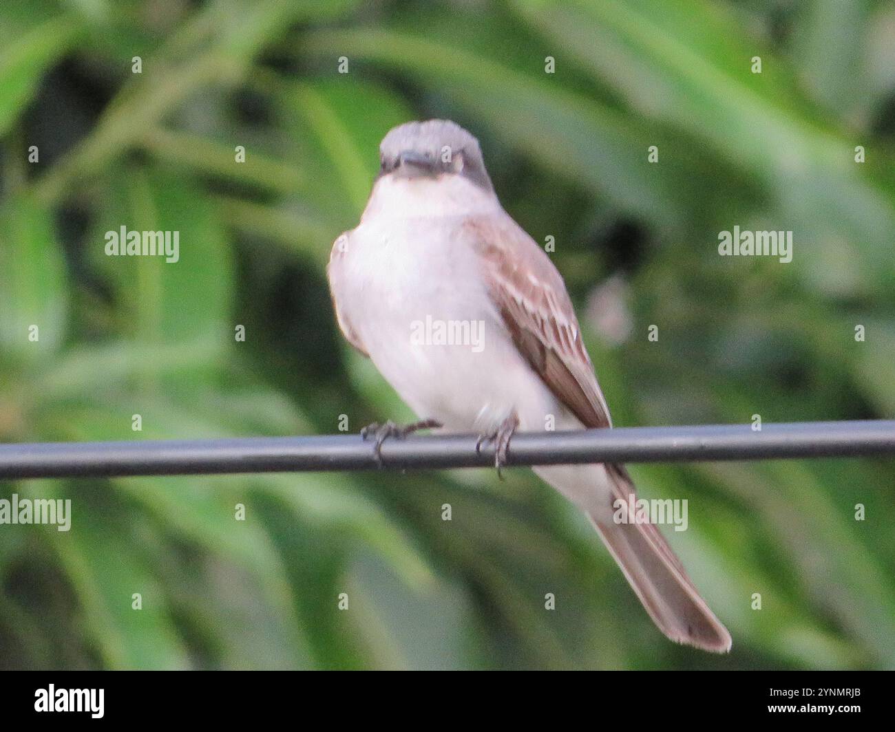 (Tyrannus dominicensis dominicensis Stock Photo - Alamy