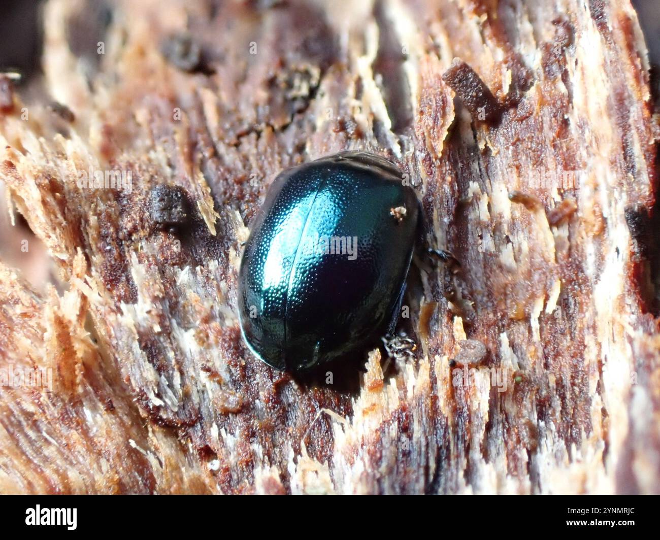 Willow Leaf Beetle (Plagiodera versicolora Stock Photo - Alamy