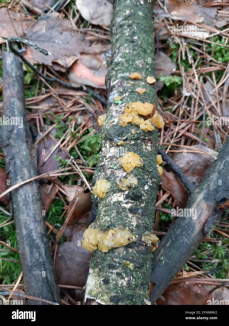 witch's butter (Tremella mesenterica Stock Photo - Alamy